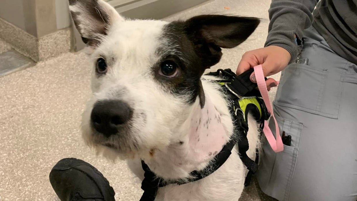 Walgreens employee rescues dog from woman trying to strangle it with ...