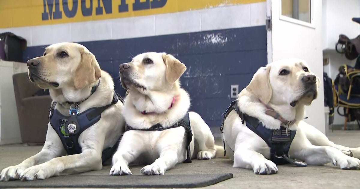 Meet New York's furriest: NYC Police Foundation releases annual K-9 and ...