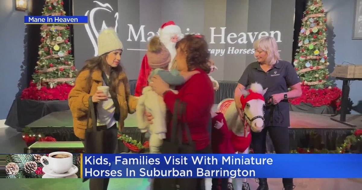 Kids, families visit with miniature horses in Barrington - CBS Chicago