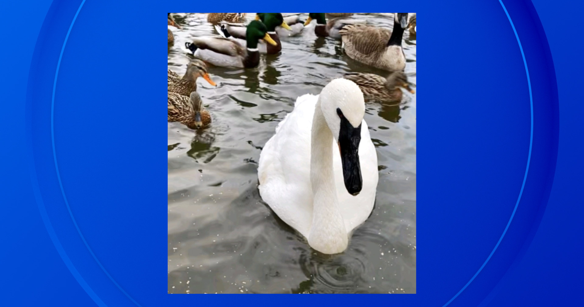 Trumpeter swan dies after 20 years at the Detroit Zoo - CBS Detroit