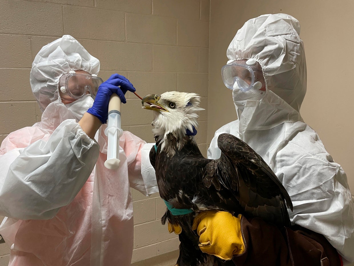 Wisconsin officials investigate suspected shooting death of bald eagle ...