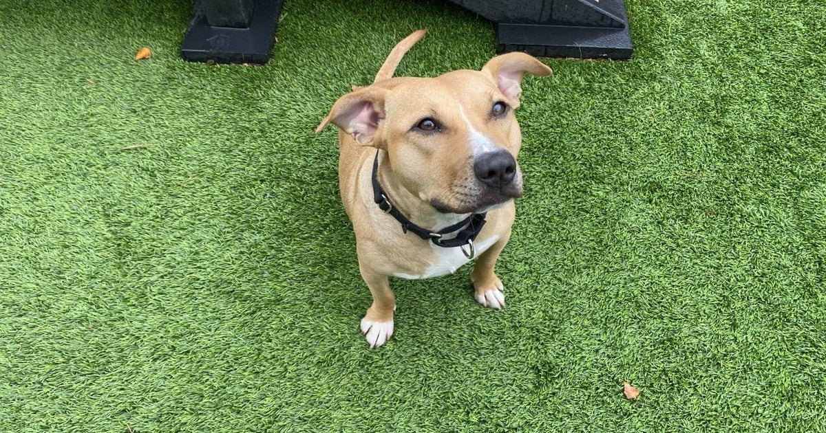 PAWS Pet of the Week: Mazzy - CBS Chicago