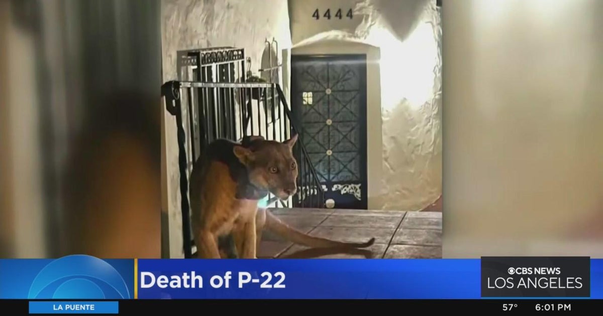 Iconic big cat, P-22, euthanized on Saturday - CBS Los Angeles
