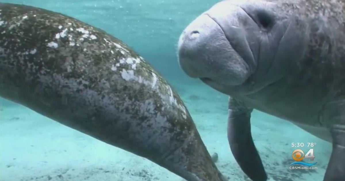 Local wildlife officials taking charge on manatee protection - CBS Miami