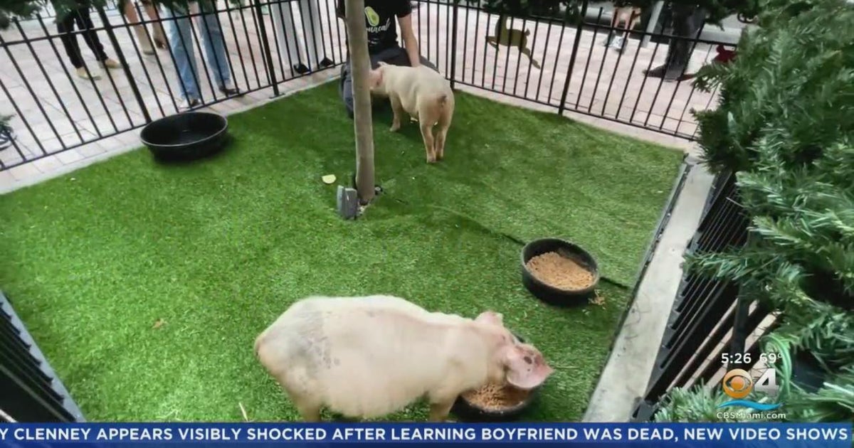 Mayor Daniella Levine Cava pardons holiday pigs - CBS Miami