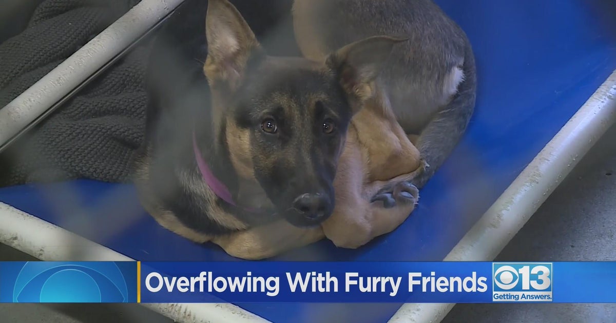 Sacramento animal shelter overflowing with furry friends - CBS Sacramento