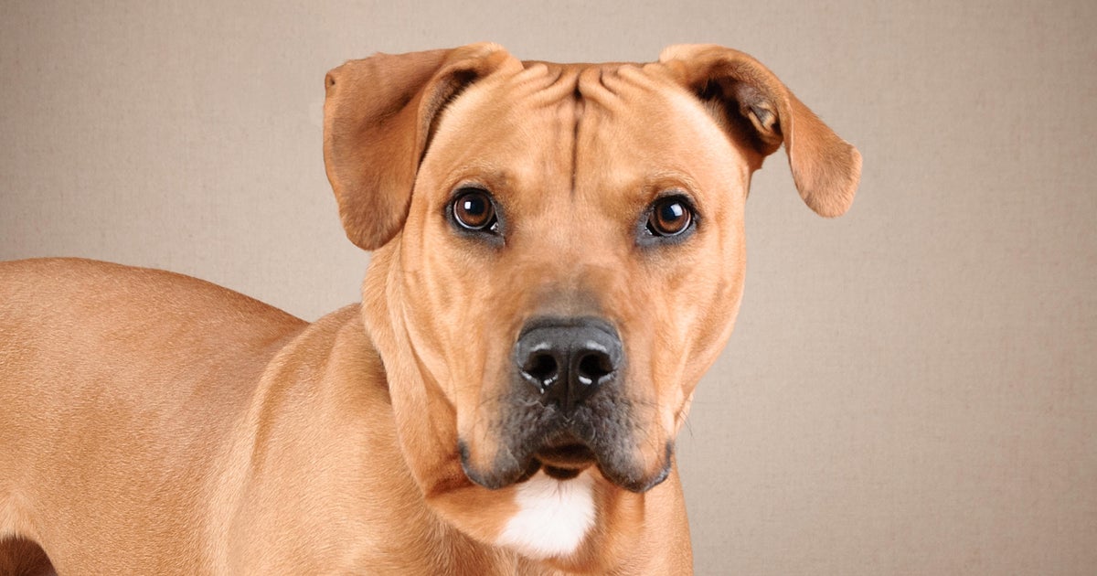 PAWS Pet of the Week: Rocco - CBS Chicago