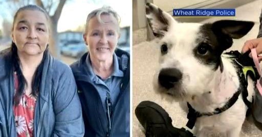 Dog seen being strangled at Wheat Ridge Walmart has new forever home ...