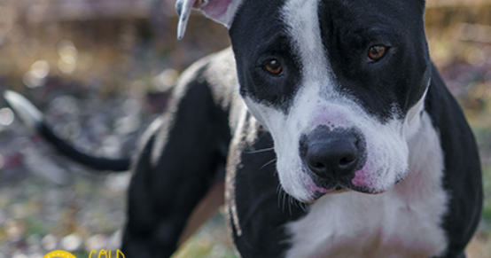 Huron Valley Human Society offering free adoptions for long term ...