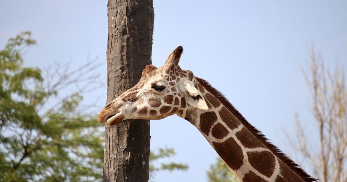 Etana the Lincoln Park Zoo giraffe dies at 24 - CBS Chicago