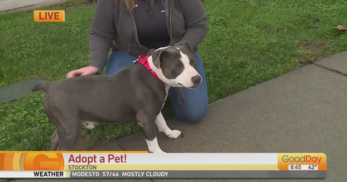 Central Valley Cuddle - meet Nacho! - Good Day Sacramento