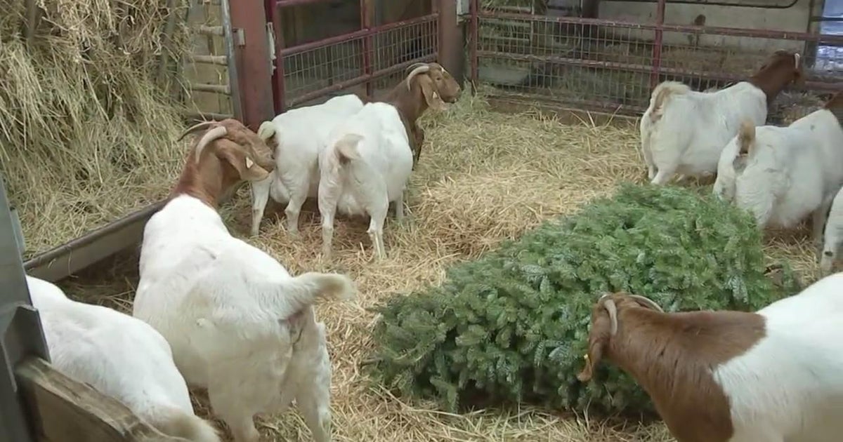 Philly goats ready to snack on your old Christmas tree - CBS Philadelphia