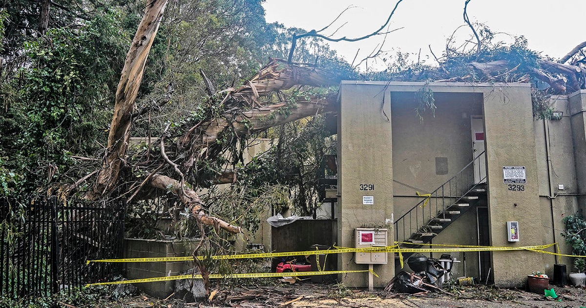 Large eucalyptus tree falls on Oakland apartment building - CBS San ...