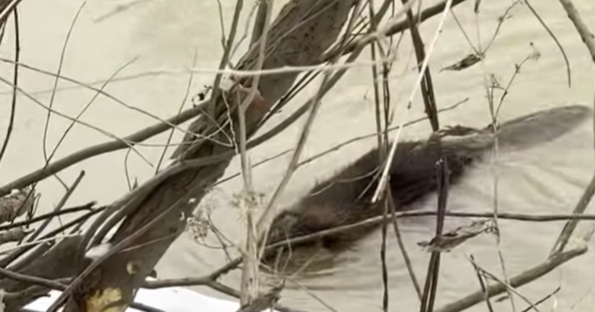 Park rangers watching over Castor, the new resident beaver at Frick ...