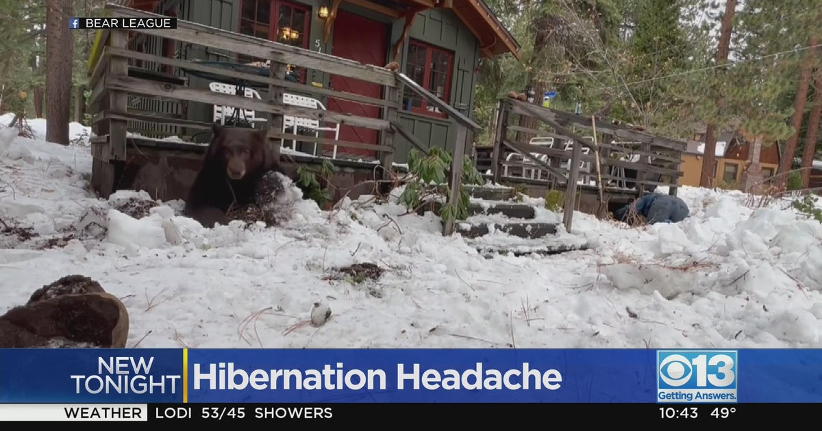 Unsecured crawl spaces create hibernation headache for Tahoe bears ...