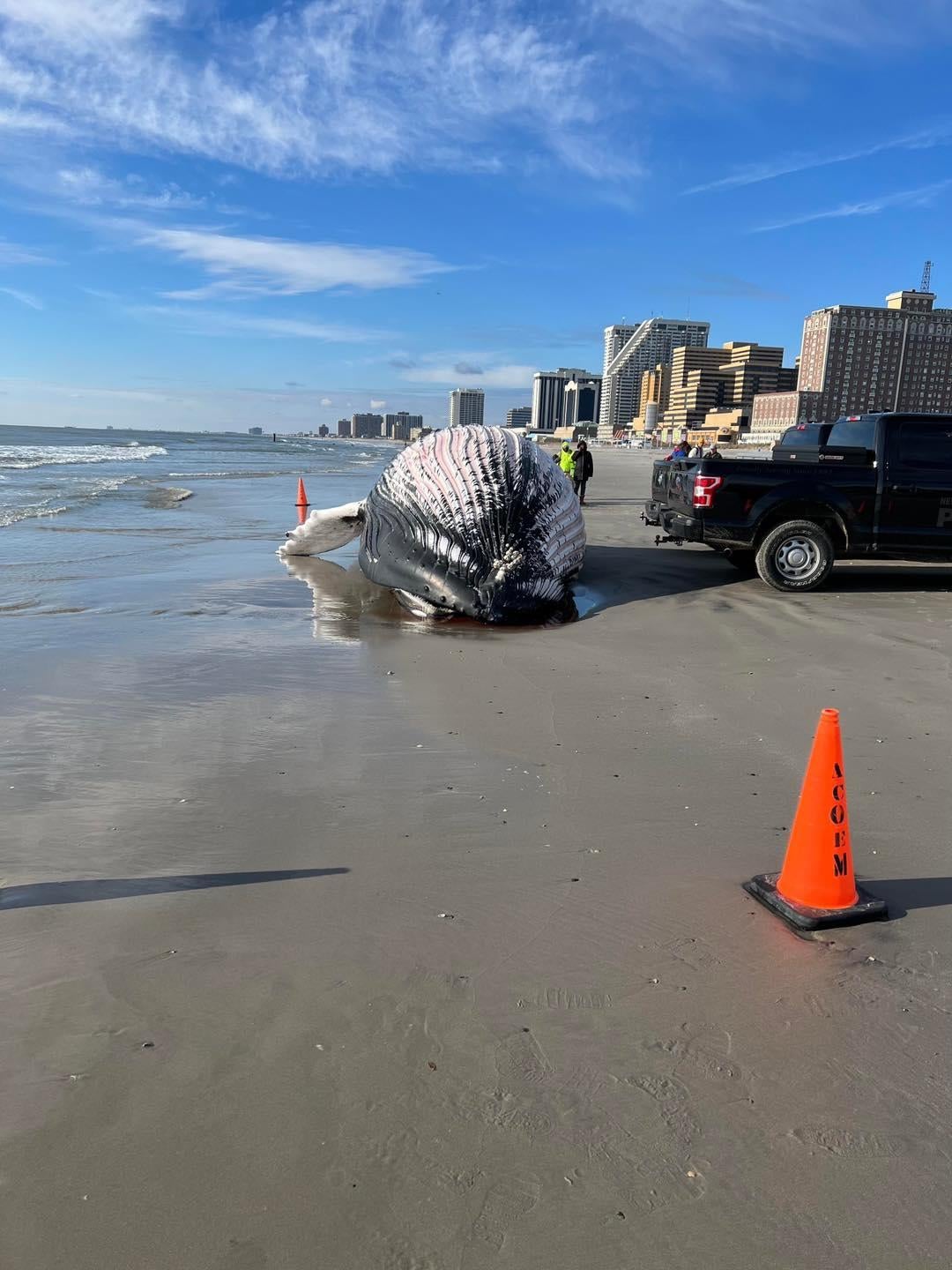 Beached whale in Atlantic City near Boardwalk Hall