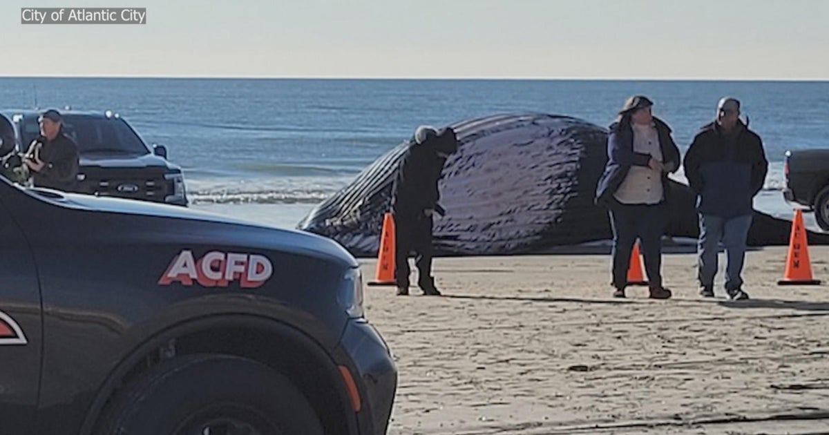 2nd whale to wash ashore in AC in 2 weeks raises questions - CBS ...