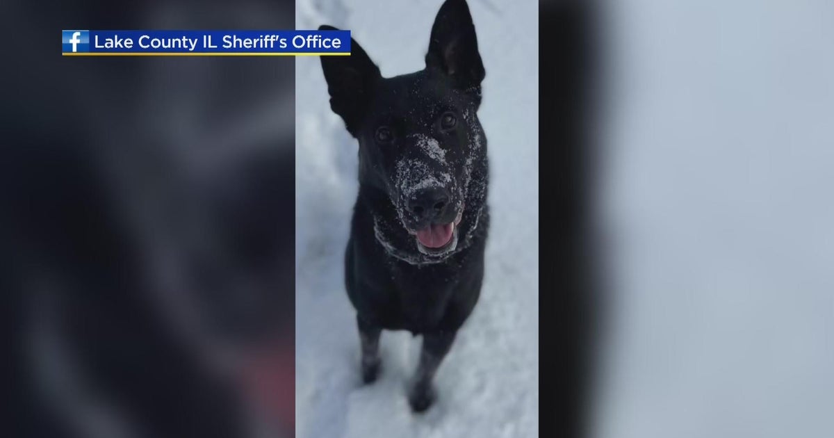 Lake County Sheriff gives kudos to K9 Officer Ryker - CBS Chicago
