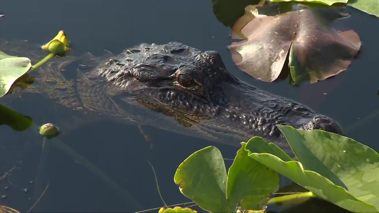 Gov. DeSantis outlines second-term environmental plans - CBS Miami