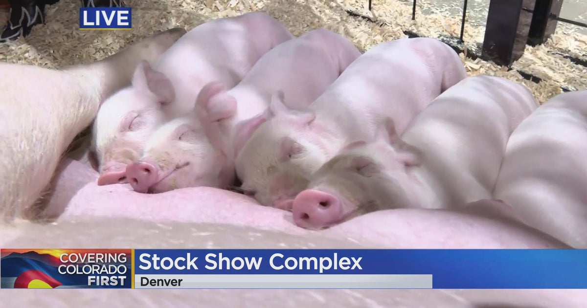 Newborn pigs spend time with their mother at National Western Stock ...