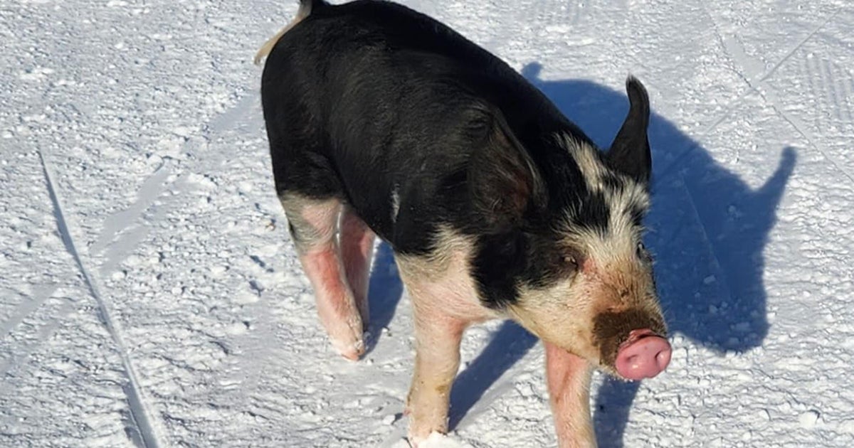 Petunia the pig brought home by police after blocking NH ski trail ...