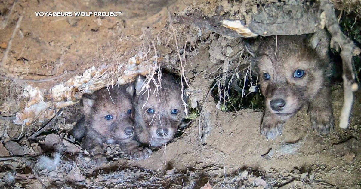 Voyageurs Wolf Project gives unparalleled look into how wolves relate ...