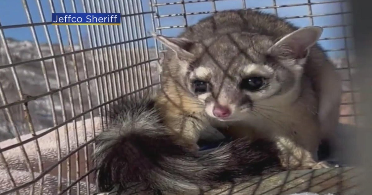Rare ringtail caught after spending 3 weeks in Jeffco department store - CBS Colorado