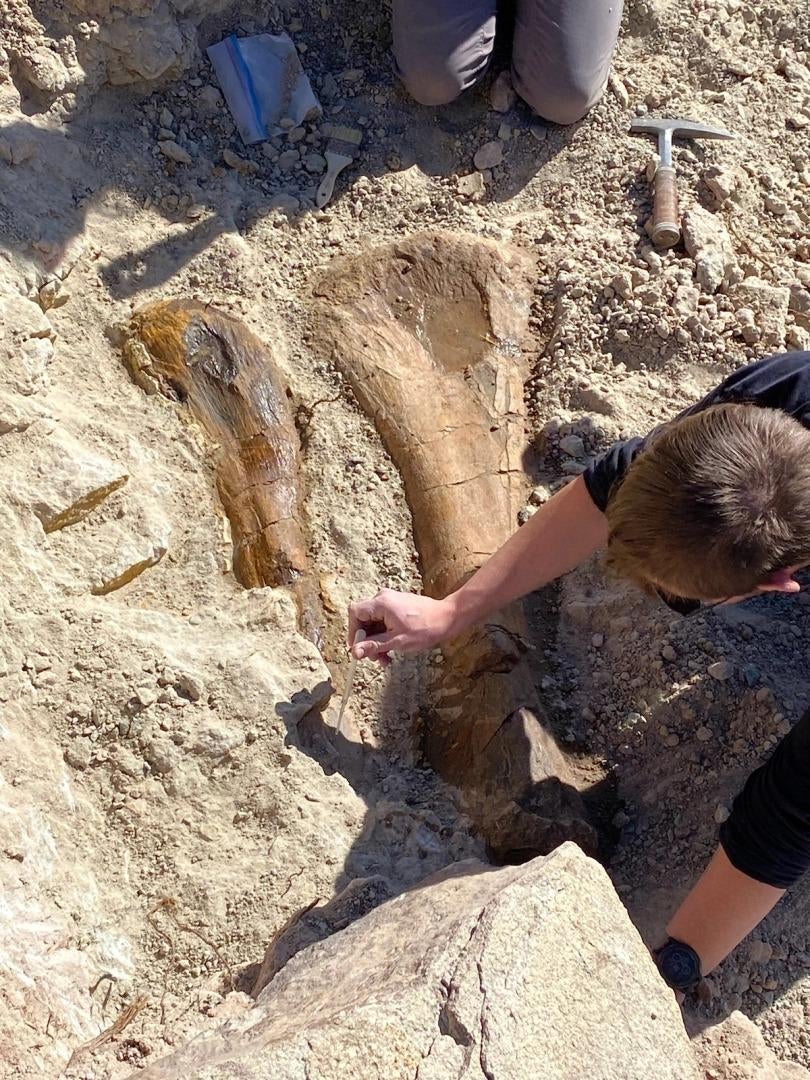 Tibia and fibula of a longneck sauropod dinosaur discovered in southern ...