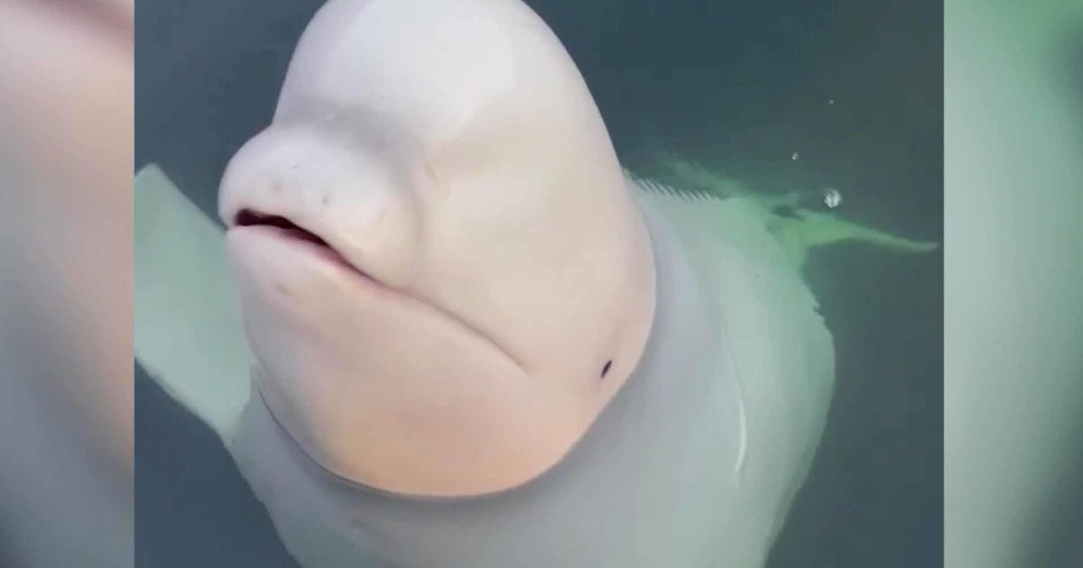 Beluga, believed to be former spy whale, befriends community in Norway ...