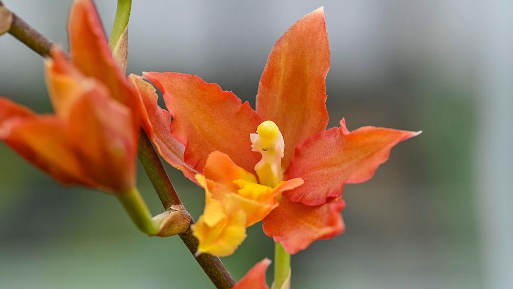 How to enjoy the Orchid Showcase at Denver Botanical Gardens - CBS Colorado