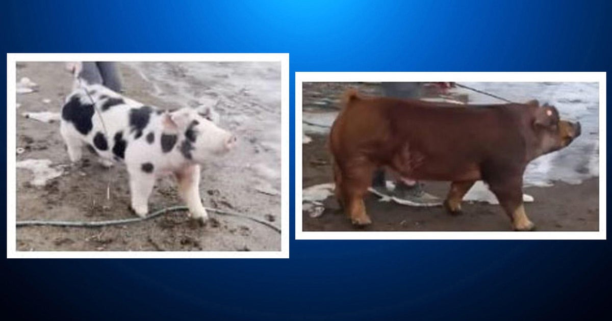 Pigs safe, trailer recovered after police say they were stolen in ...
