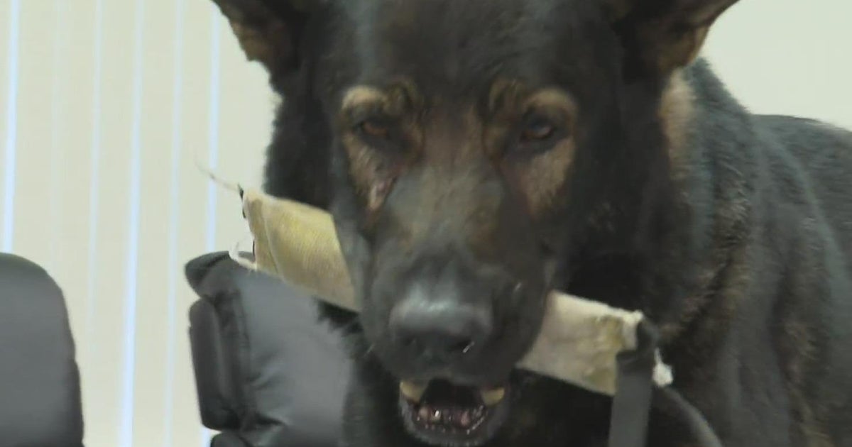 Lake Co.'s Dax the K9 sniffs out another dangerous case - CBS Chicago