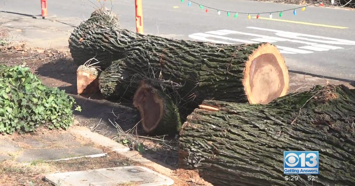 You may need a removal permit to clear some fallen trees - CBS Sacramento