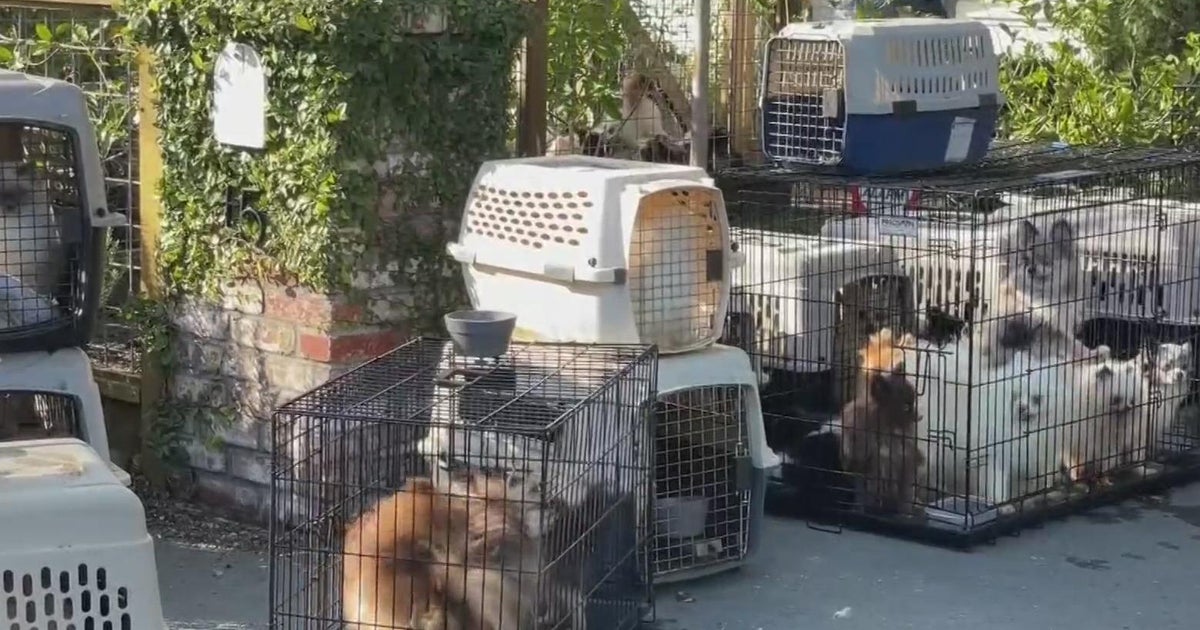 Fire crews rescue 70 dogs and cats from house fire in Martinez - CBS ...