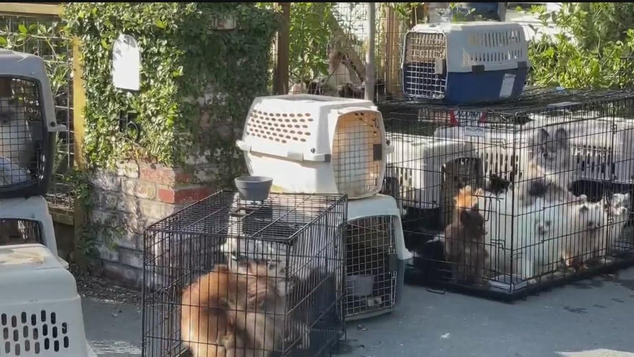 Fire crews rescue 70 dogs and cats from house fire in Martinez - CBS ...