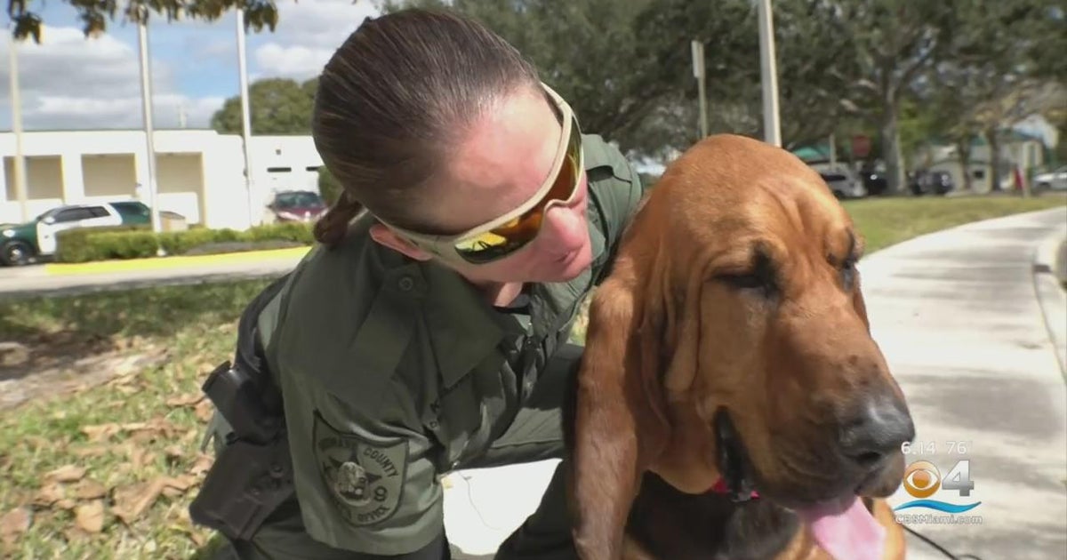 BSO K-9 wags tail into retirement - CBS Miami