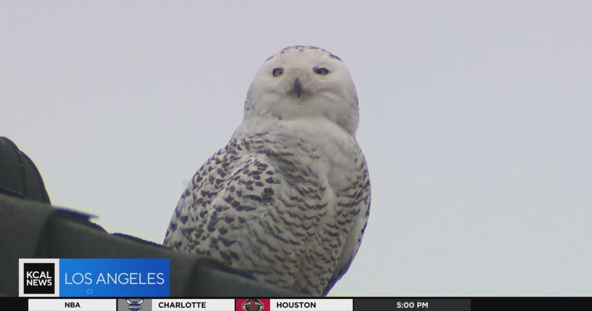 Snowy owl leaves perch in Cypress - CBS Los Angeles