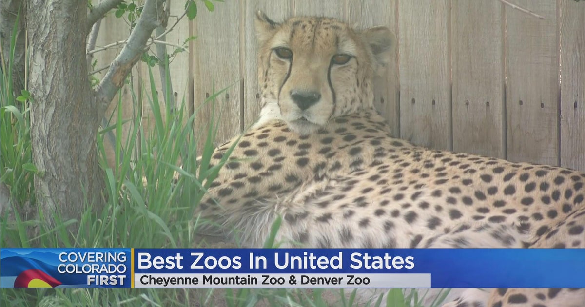 2 Colorado zoos named among the best zoos in the U.S. - CBS Colorado
