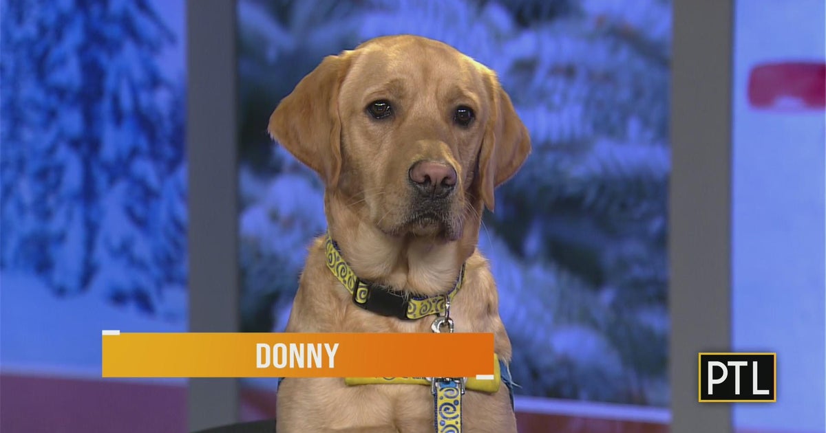 What's Donny thinking? - CBS Pittsburgh What's Donny thinking? - CBS Pittsburgh