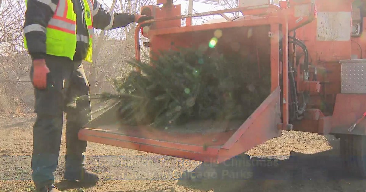 Last day to recycle Christmas trees at Chicago Parks - CBS Chicago