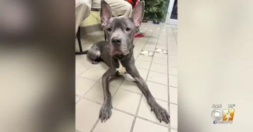 Dog abandoned at Richardson shelter goes viral, nursed back to health ...