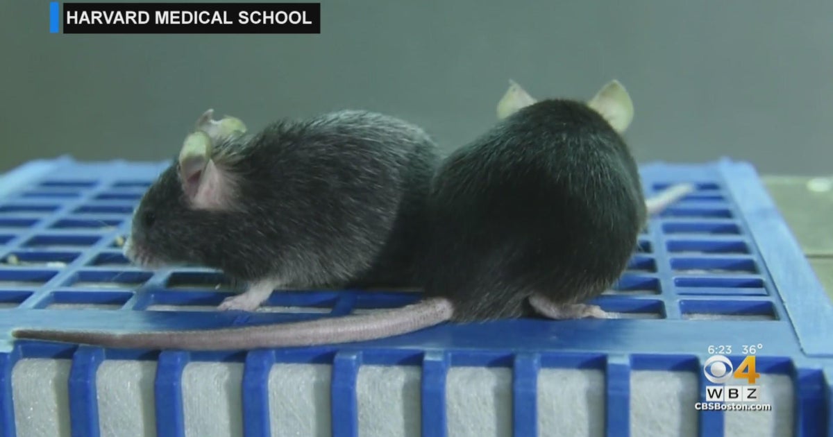 Harvard researchers reverse the signs of aging in mice - CBS Boston