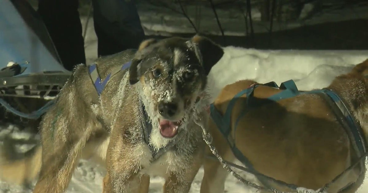 Colleen Wallin and her 12 dogs are ready to race - CBS Minnesota