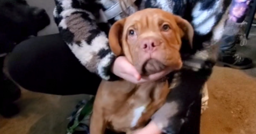 Dozens of dogs compete for the title of cutest puppy, raise thousands ...