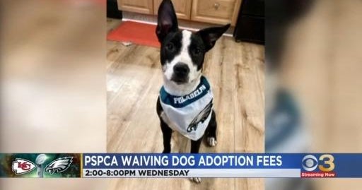 PSPCA to waive adoption fees on dogs later this week - CBS Philadelphia