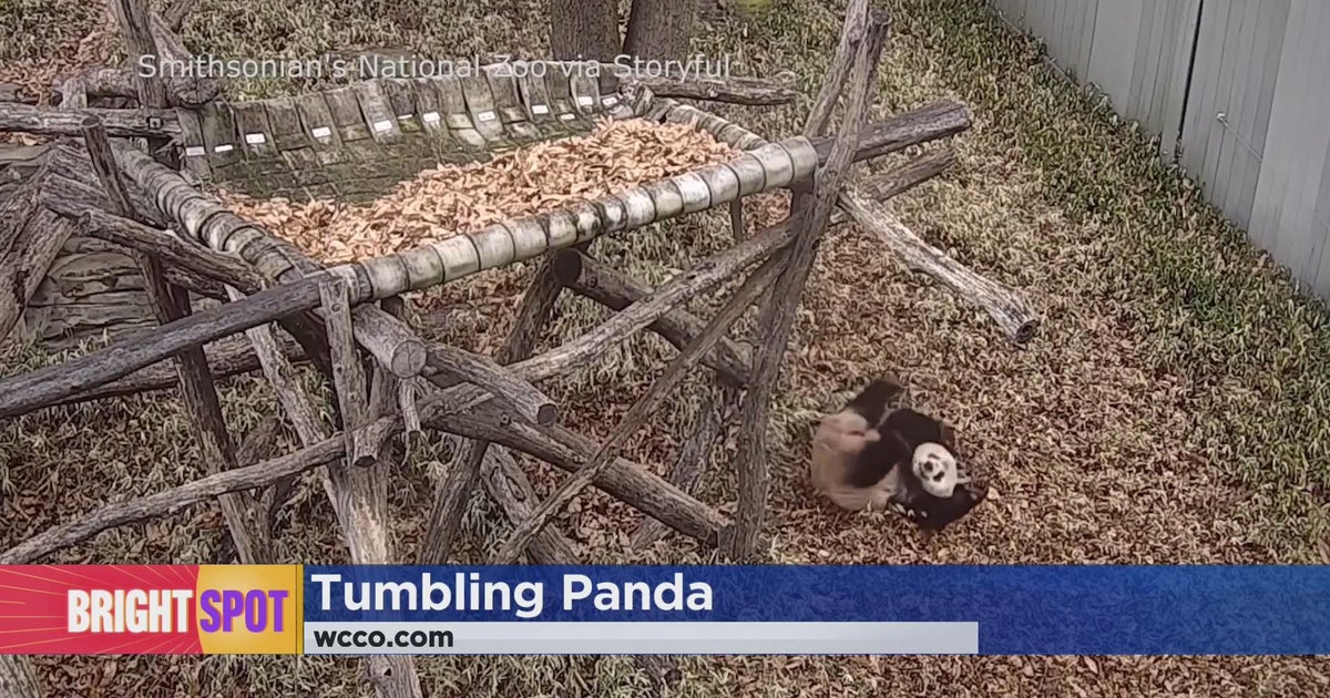 Bright Spot: Tumbling panda! - CBS Minnesota