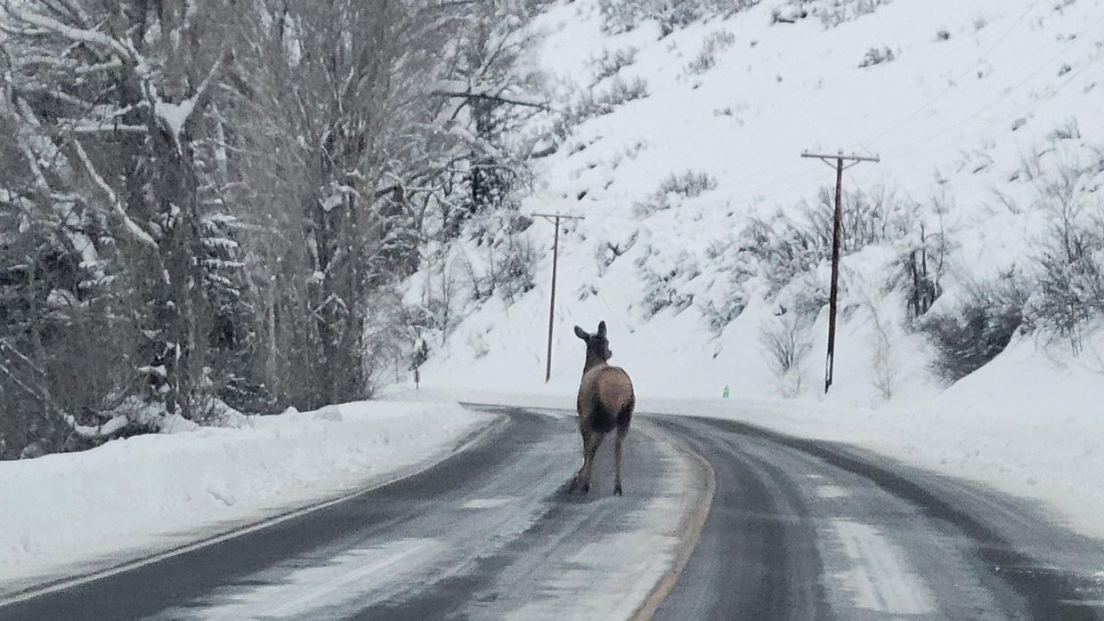 With more snow, cold, some wildlife migrate to lower elevations - CBS ...