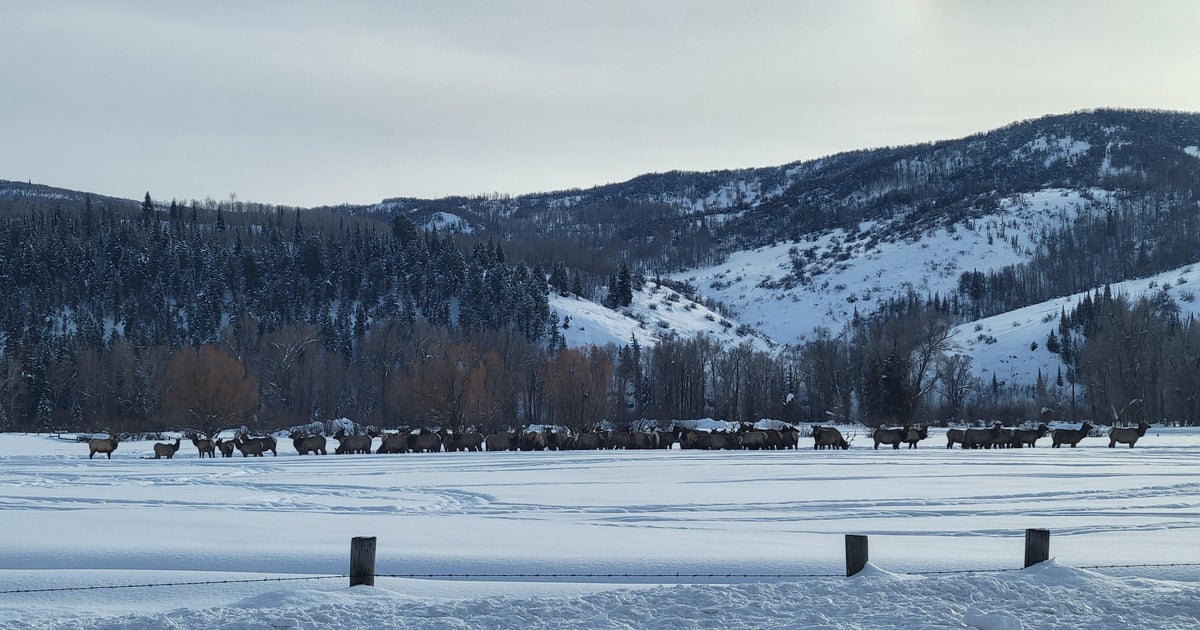 With more snow, cold, some wildlife migrate to lower elevations - CBS ...