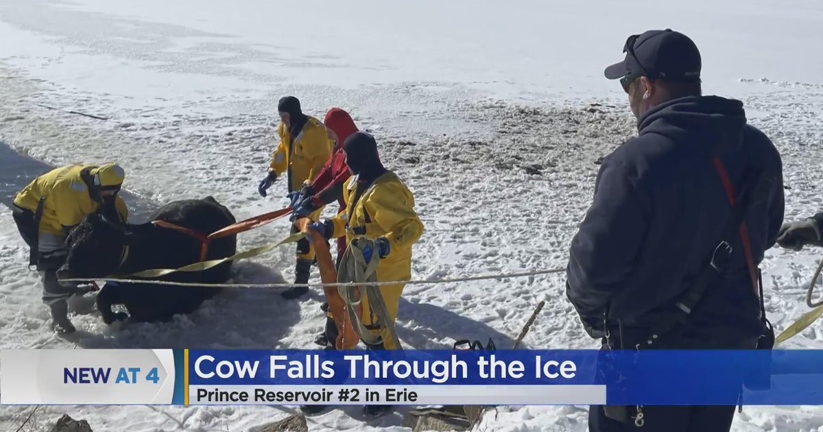 Cow rescued from icy reservoir in Erie - CBS Colorado