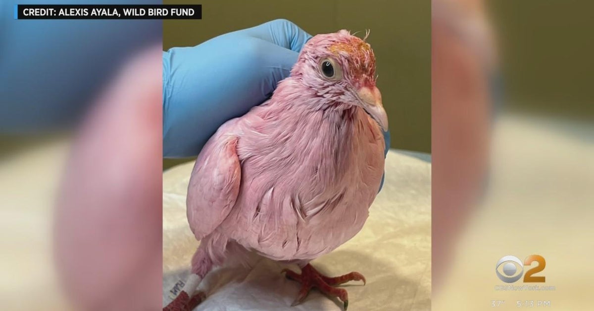 Wild Bird Fund struggling to remove dye from pink pigeon - CBS New York
